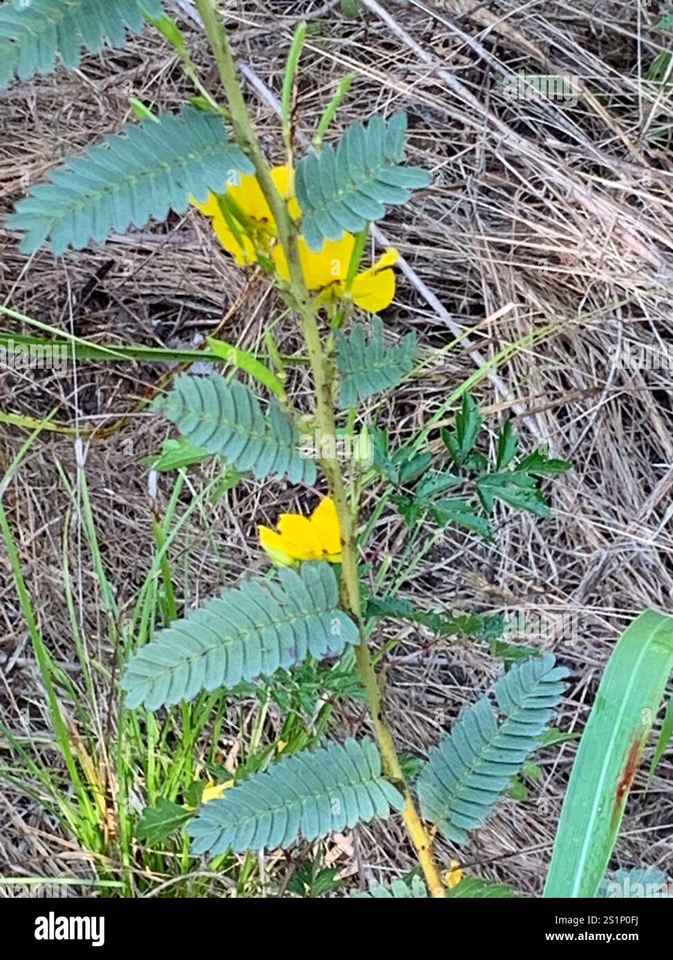 Acacias, Mimosas, mesquites, and allies (Mimosoideae Stock Photo - Alamy