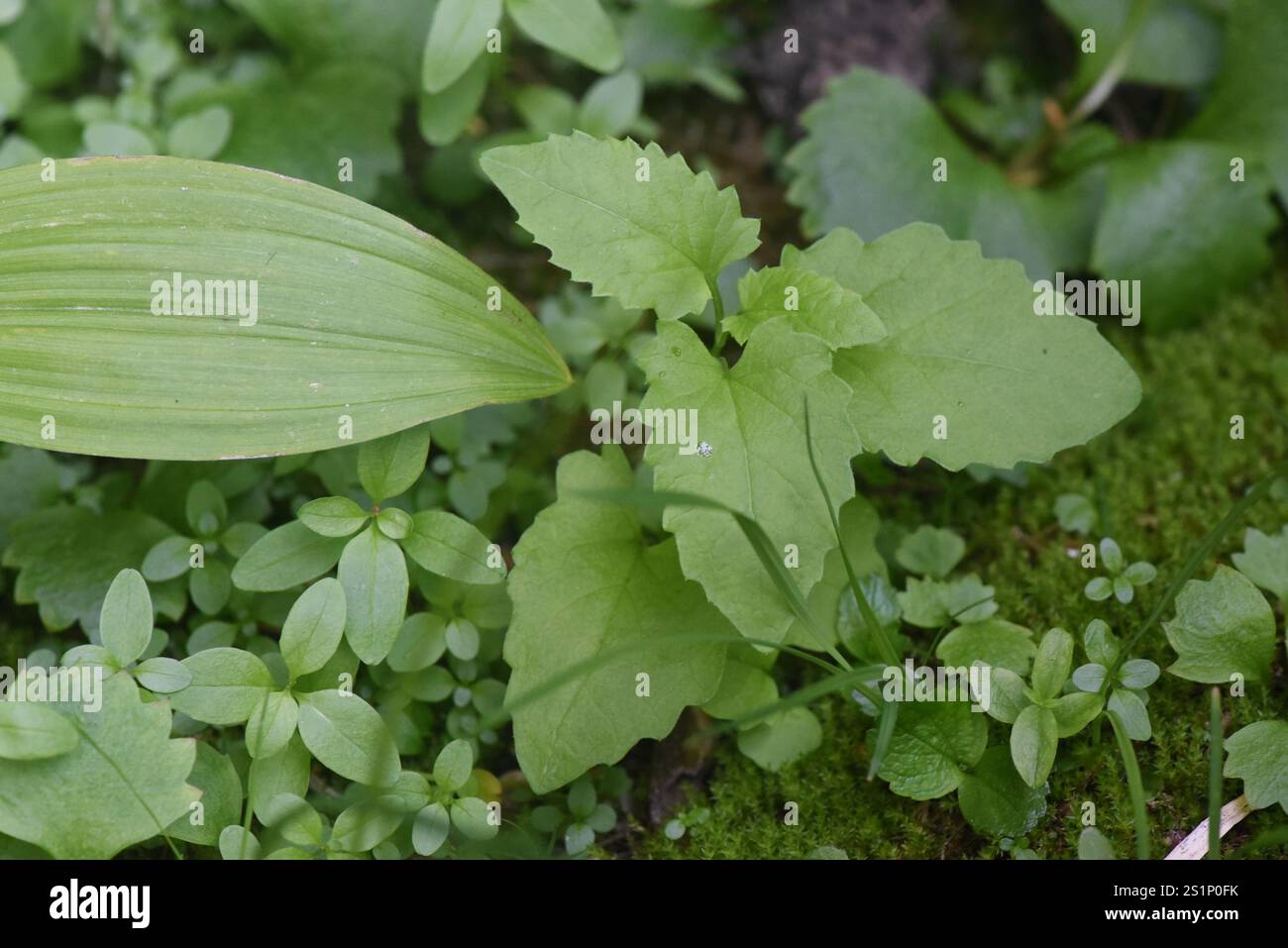 Arrowleaf Senecio (Senecio triangularis Stock Photo - Alamy