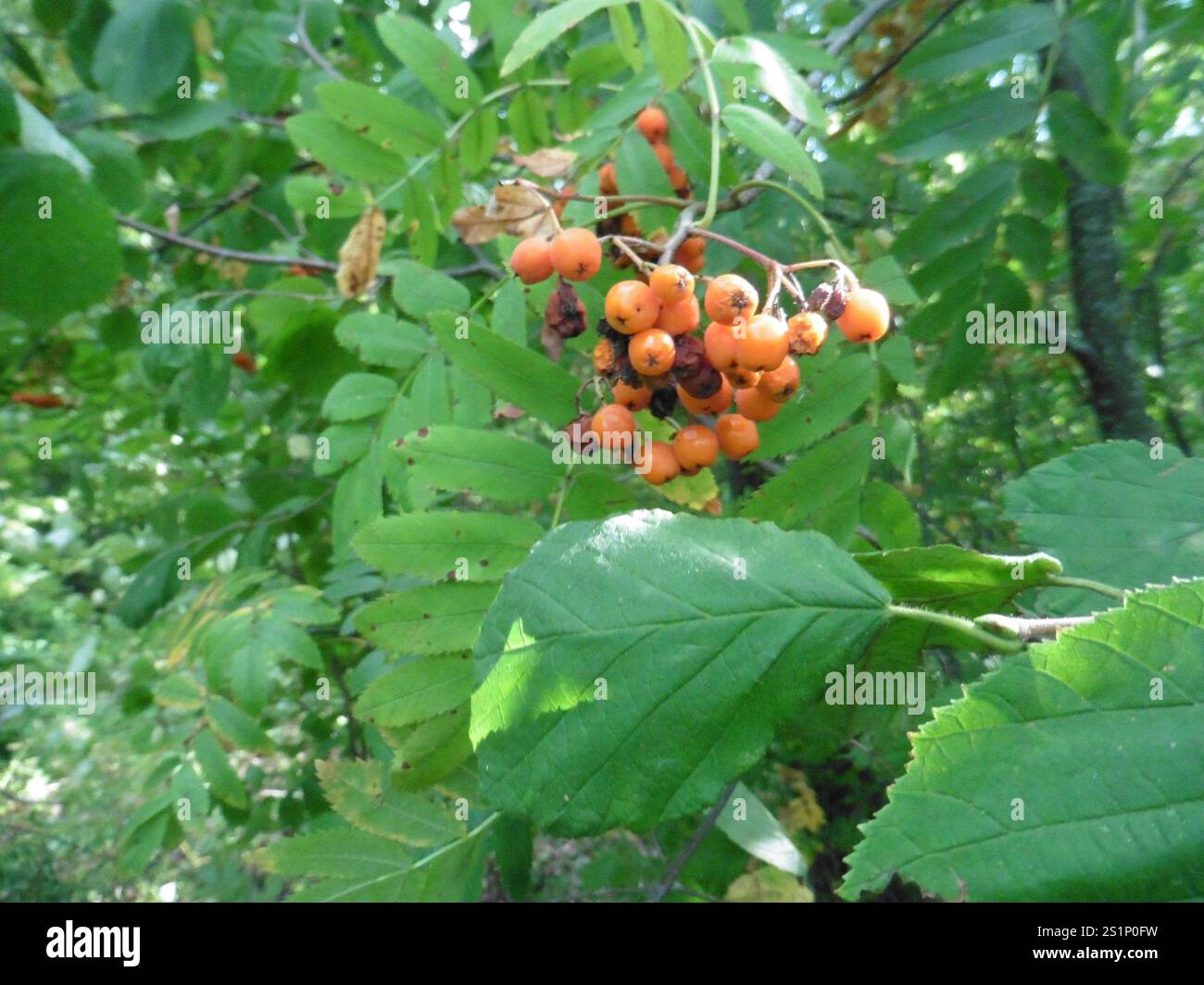 European mountain ash (Sorbus aucuparia Stock Photo - Alamy