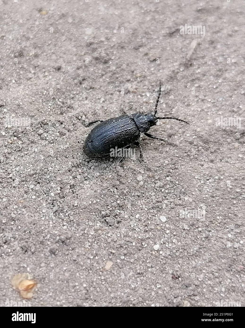 black-punctured leaf beetle (Galeruca tanaceti Stock Photo - Alamy