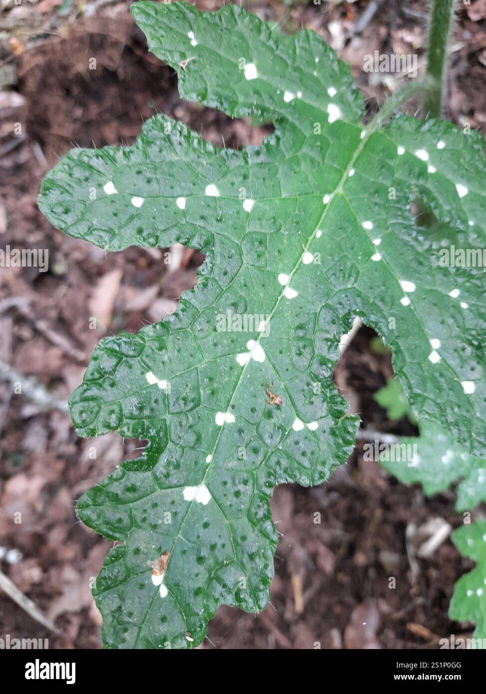 Loasa acanthifolia hi-res stock photography and images - Alamy