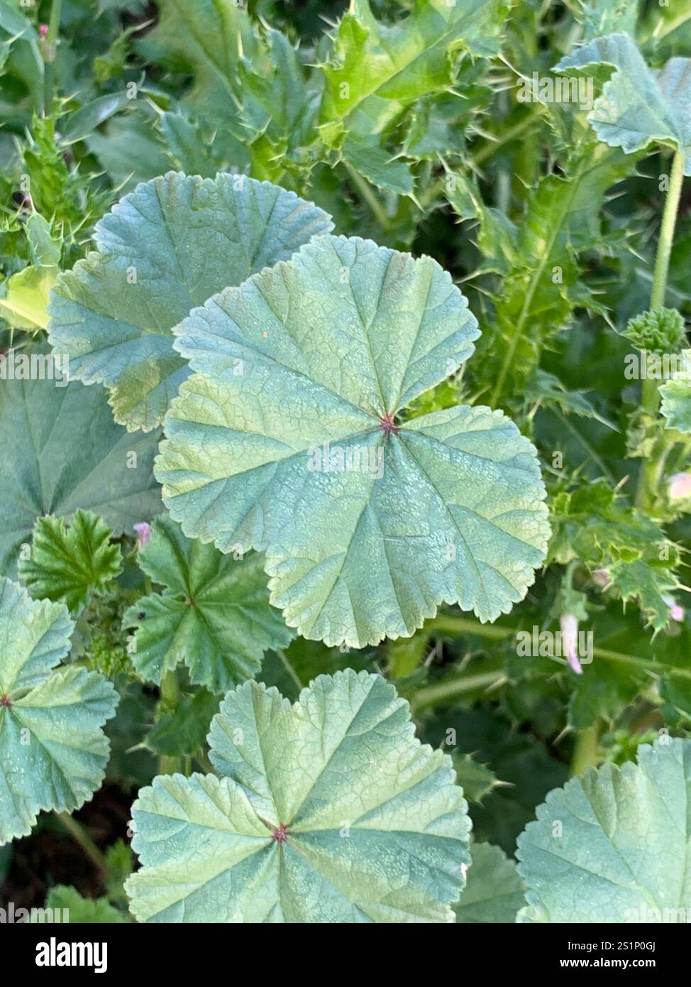 dwarf mallow (Malva neglecta Stock Photo - Alamy