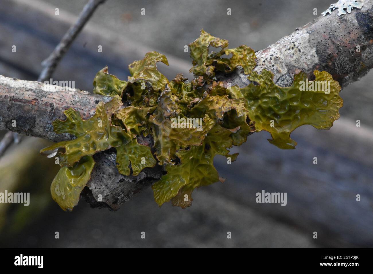 Tree Lungwort (Lobaria pulmonaria Stock Photo - Alamy