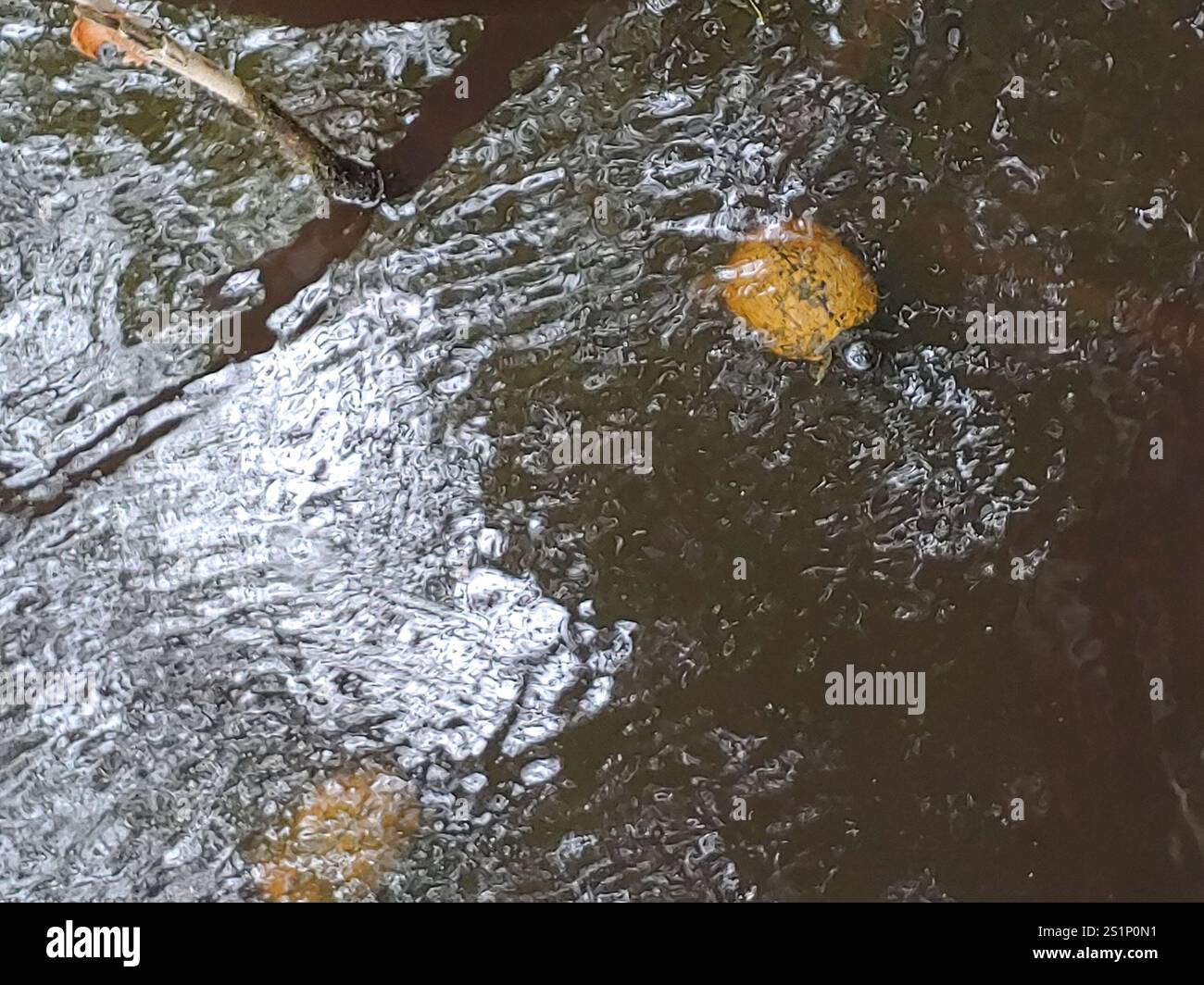 Yellow-bellied Slider (Trachemys scripta scripta Stock Photo - Alamy