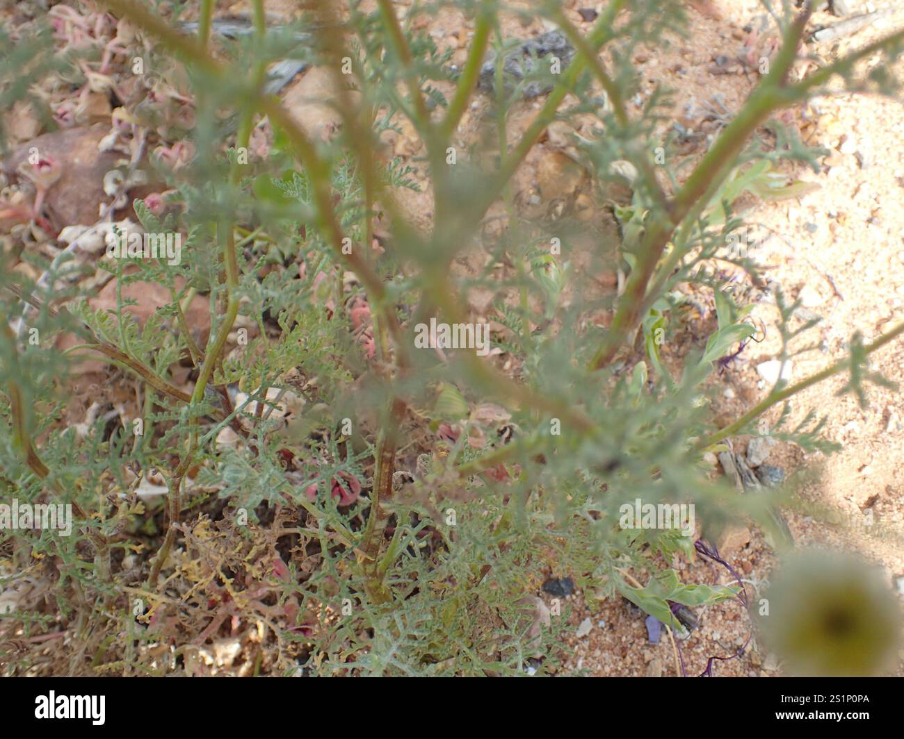 Grand Stinkweed (Oncosiphon grandiflorus Stock Photo - Alamy