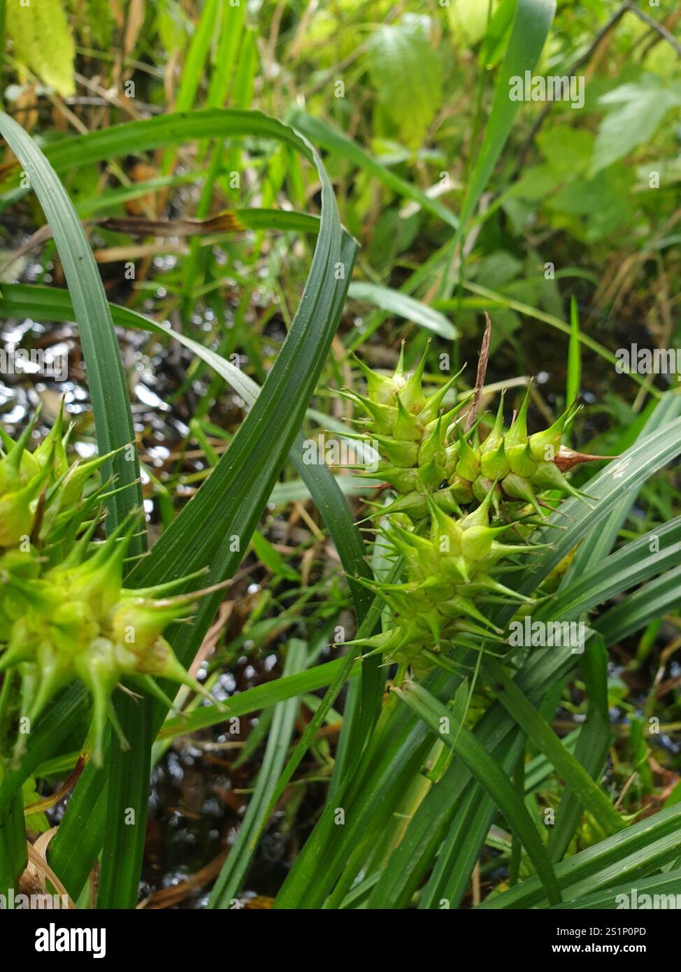 hop sedge (Carex lupulina Stock Photo - Alamy