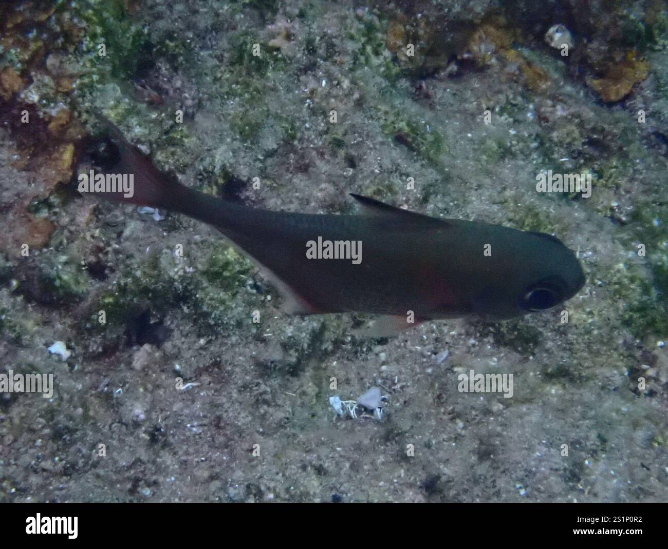 Rhomboid Sweeper (Pempheris rhomboidea Stock Photo - Alamy