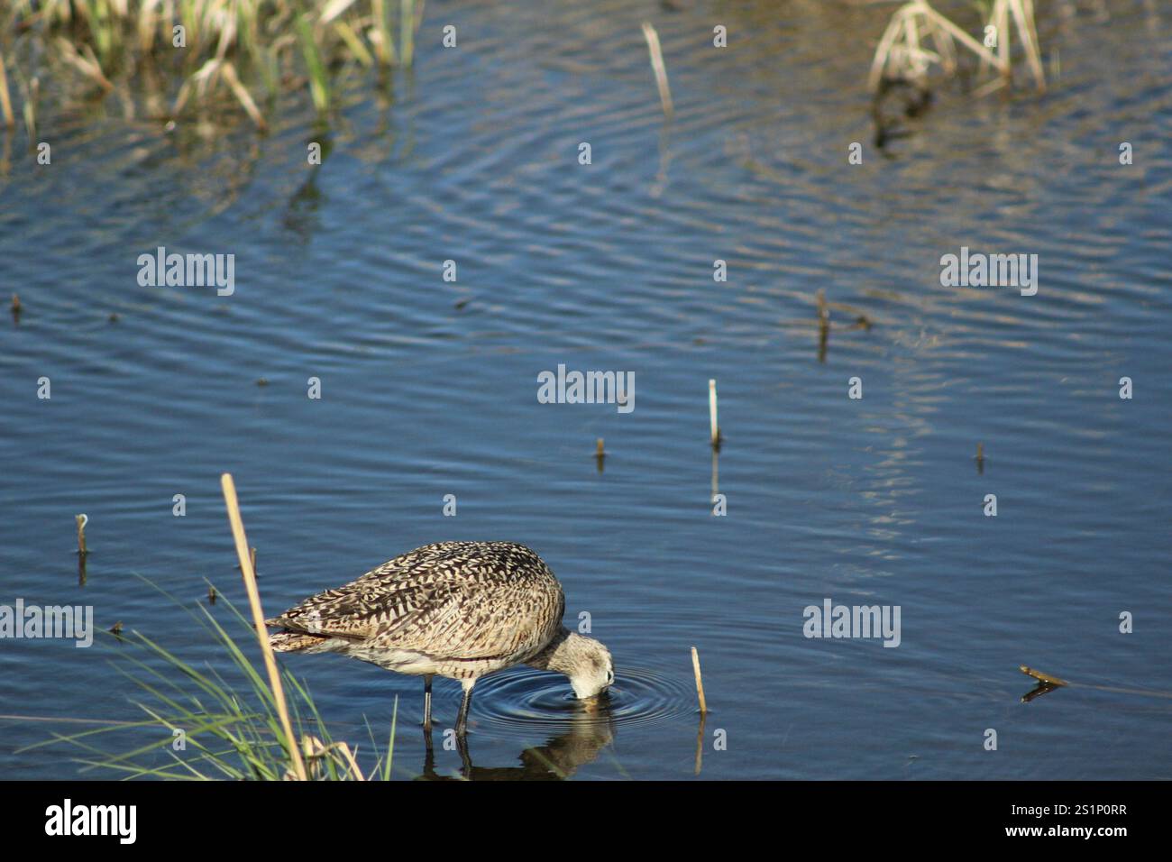 Marbled Godwit (Limosa fedoa Stock Photo - Alamy