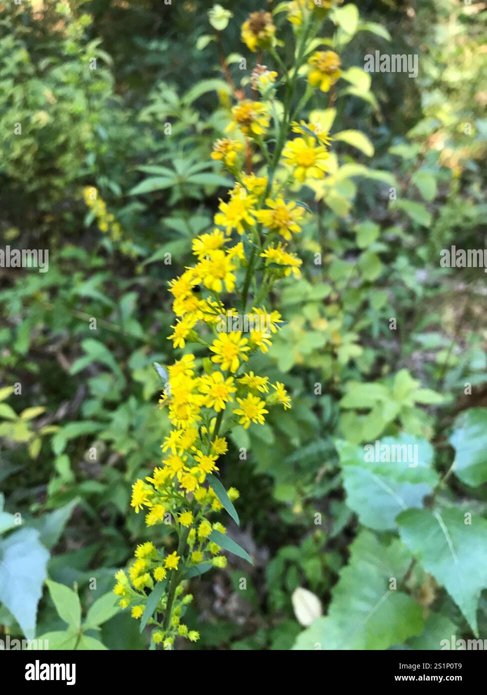 Downy Goldenrod (Solidago puberula Stock Photo - Alamy
