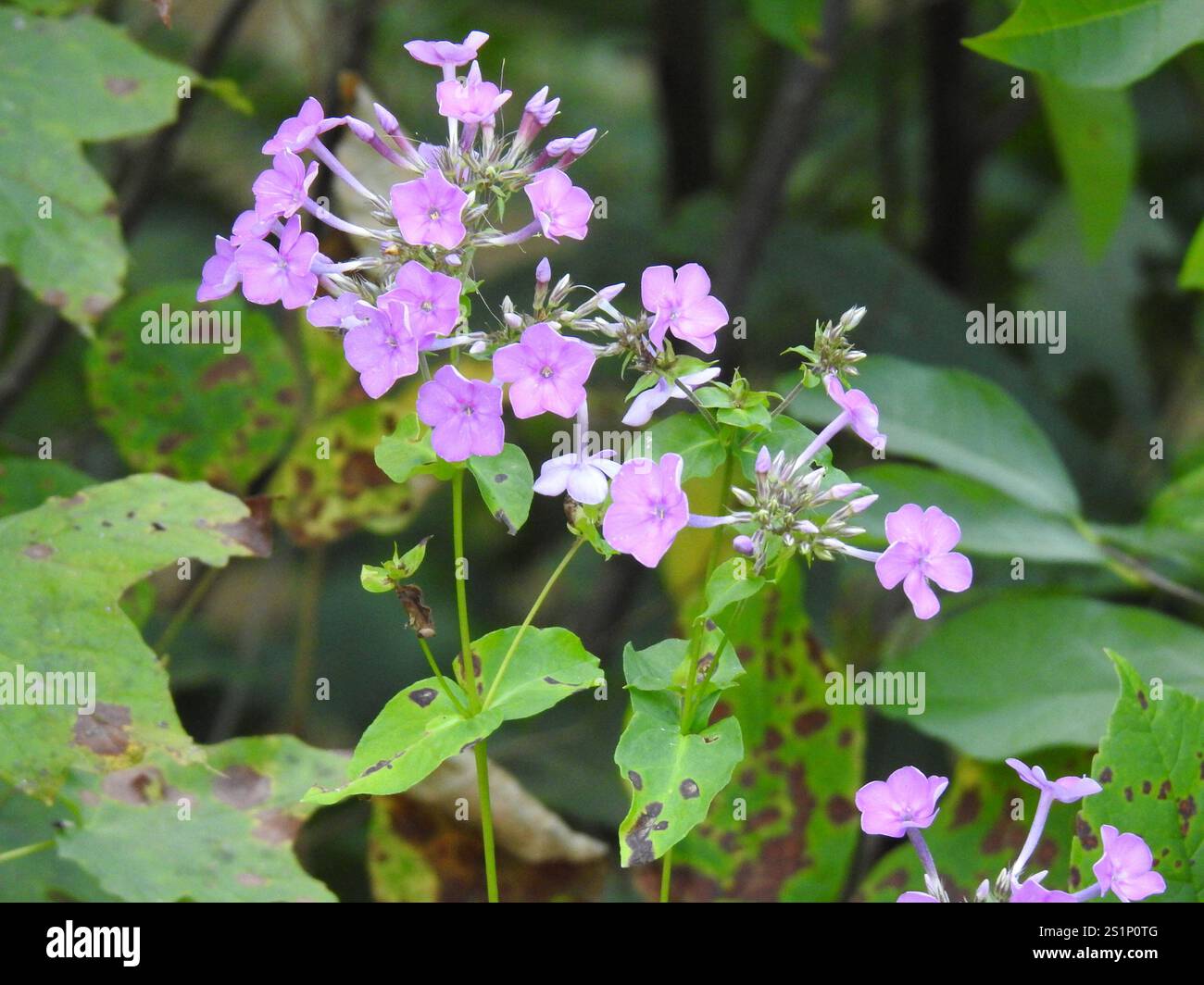 fall phlox (Phlox paniculata Stock Photo - Alamy