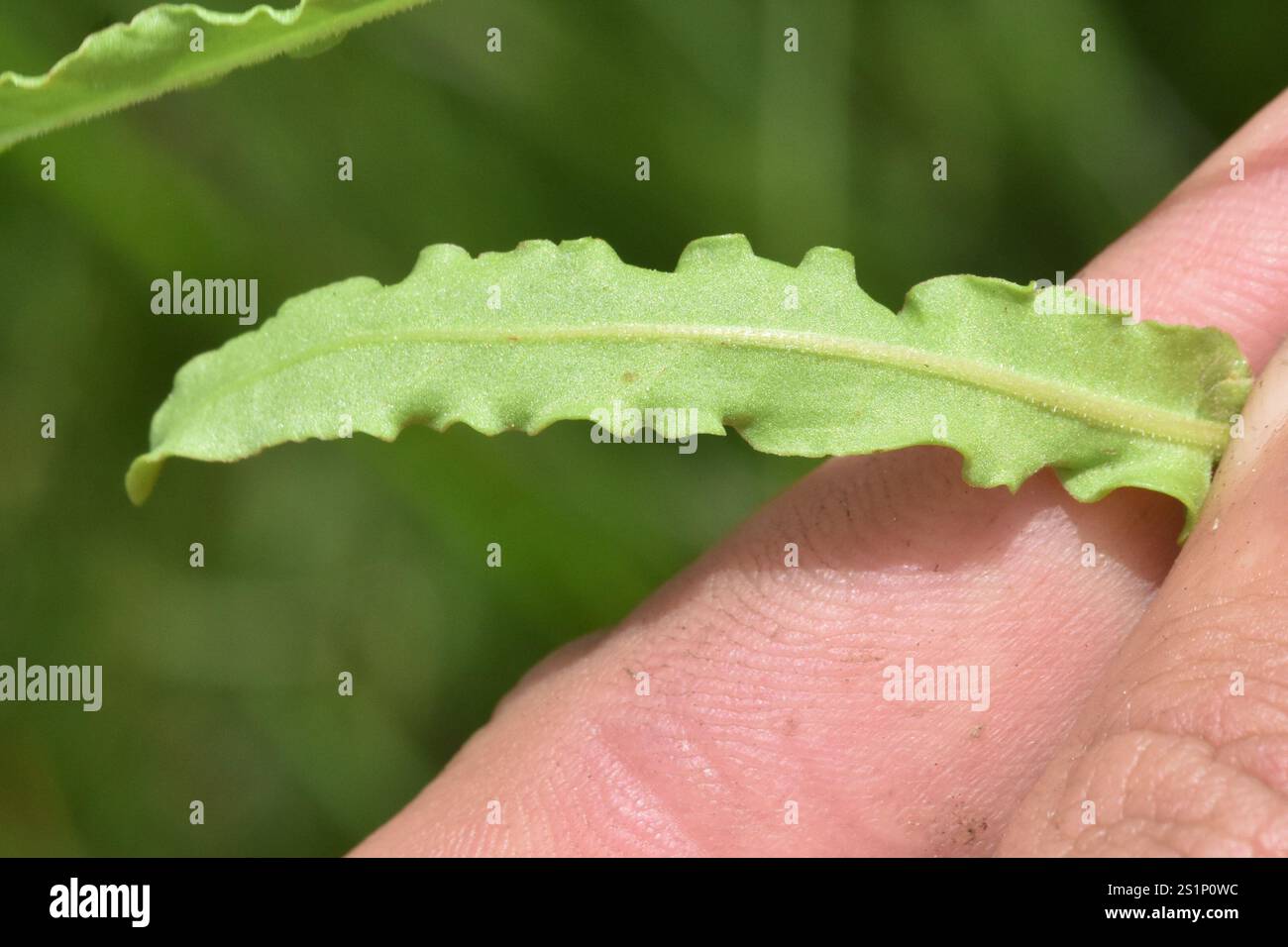 golden dock (Rumex fueginus Stock Photo - Alamy