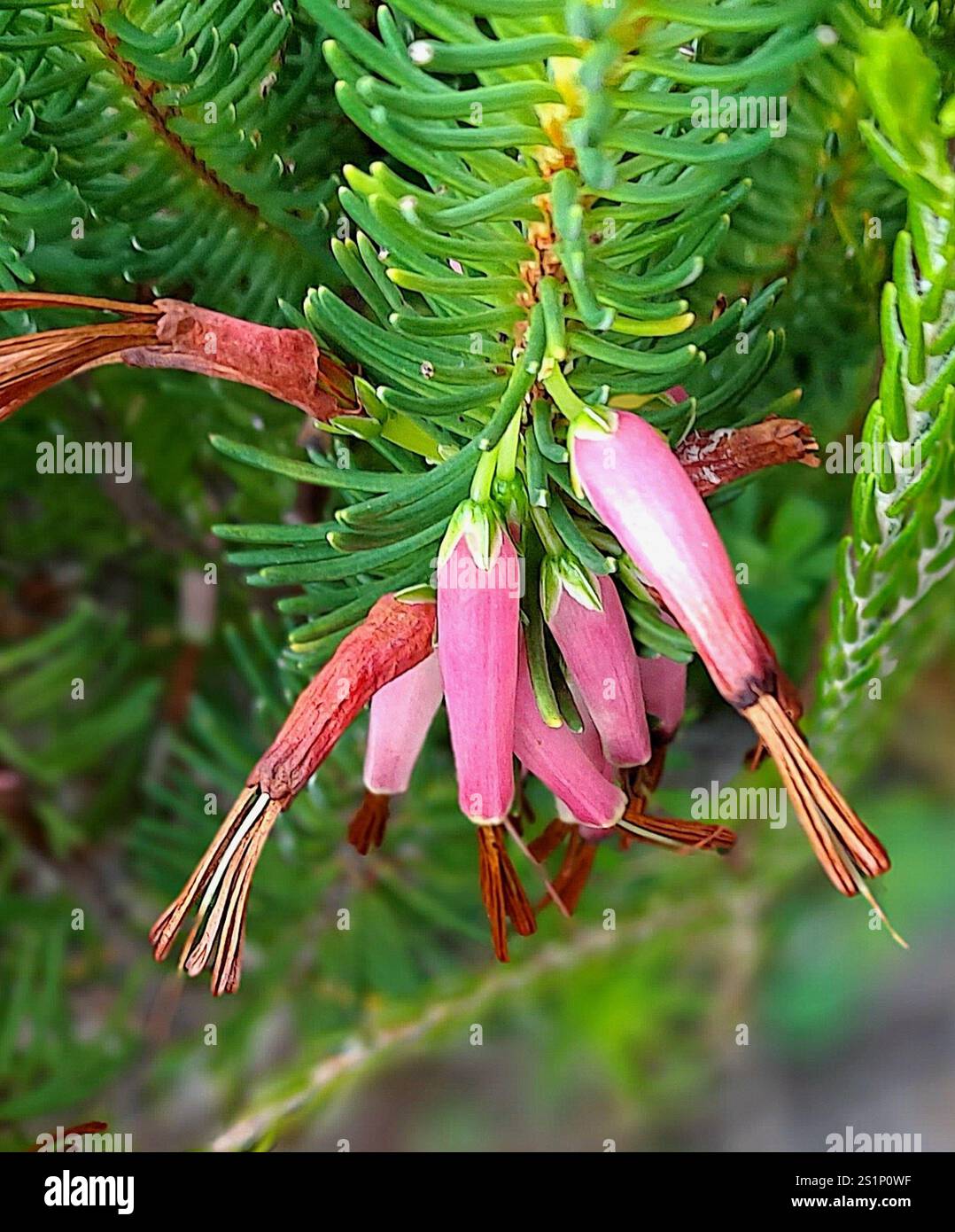 Hangertjies (Erica plukenetii Stock Photo - Alamy