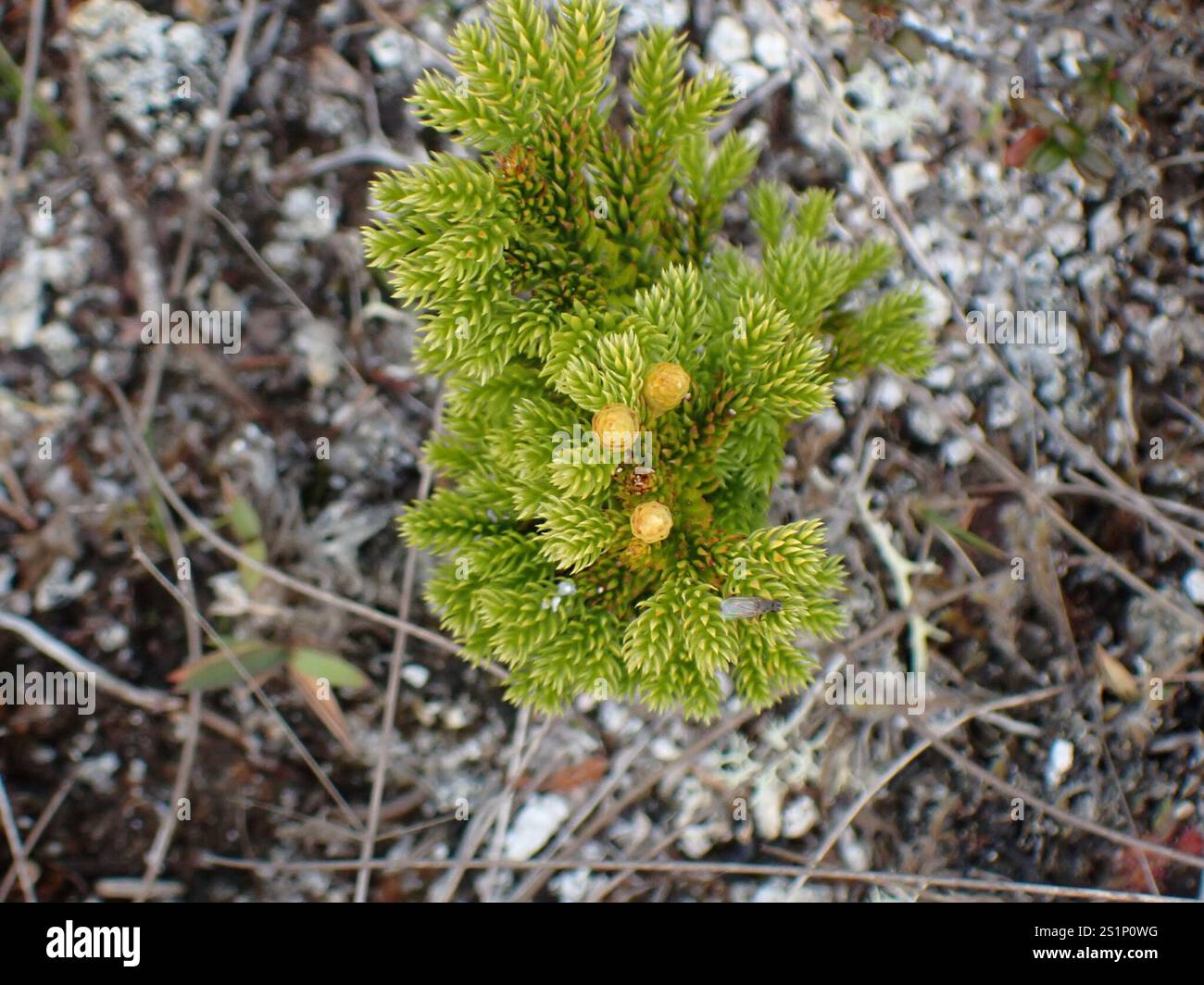 prickly tree-clubmoss (Dendrolycopodium dendroideum Stock Photo - Alamy