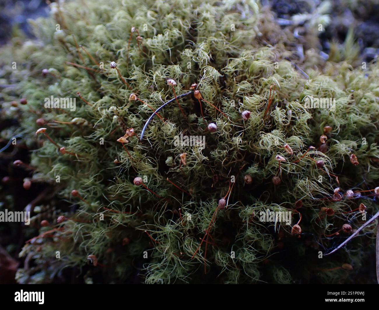 Common Apple-moss (Bartramia pomiformis Stock Photo - Alamy