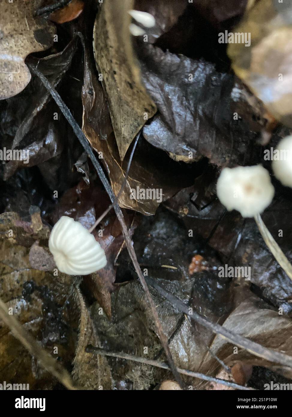 collared parachute (Marasmius rotula Stock Photo - Alamy