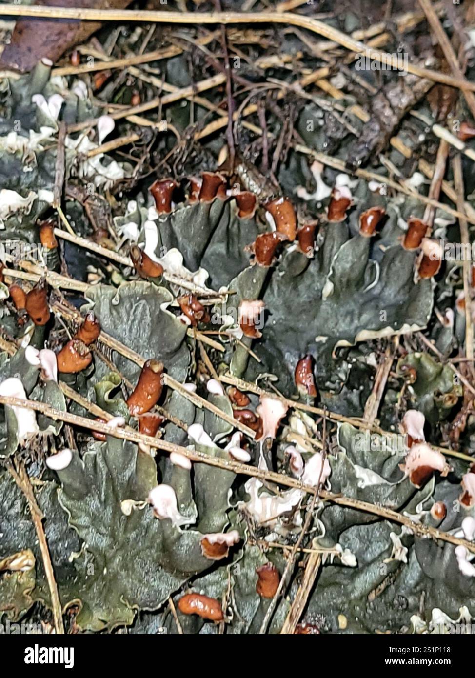 many-fruited pelt lichen (Peltigera polydactylon Stock Photo - Alamy
