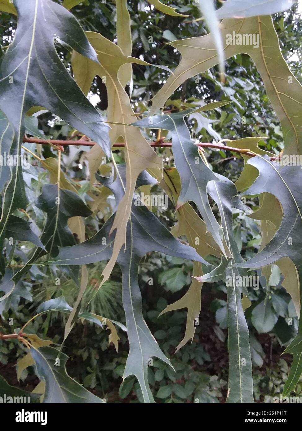 southern red oak (Quercus falcata Stock Photo - Alamy
