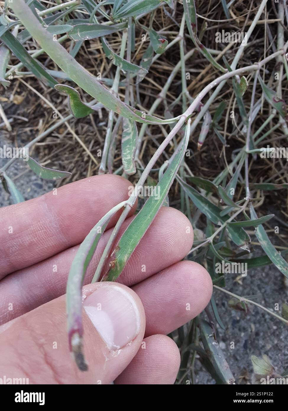 Narrowleaf Four o'Clock (Mirabilis linearis Stock Photo - Alamy