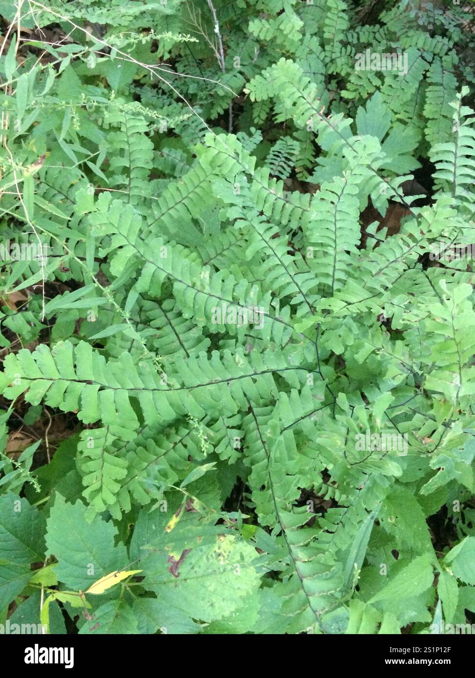 northern maidenhair fern (Adiantum pedatum Stock Photo - Alamy
