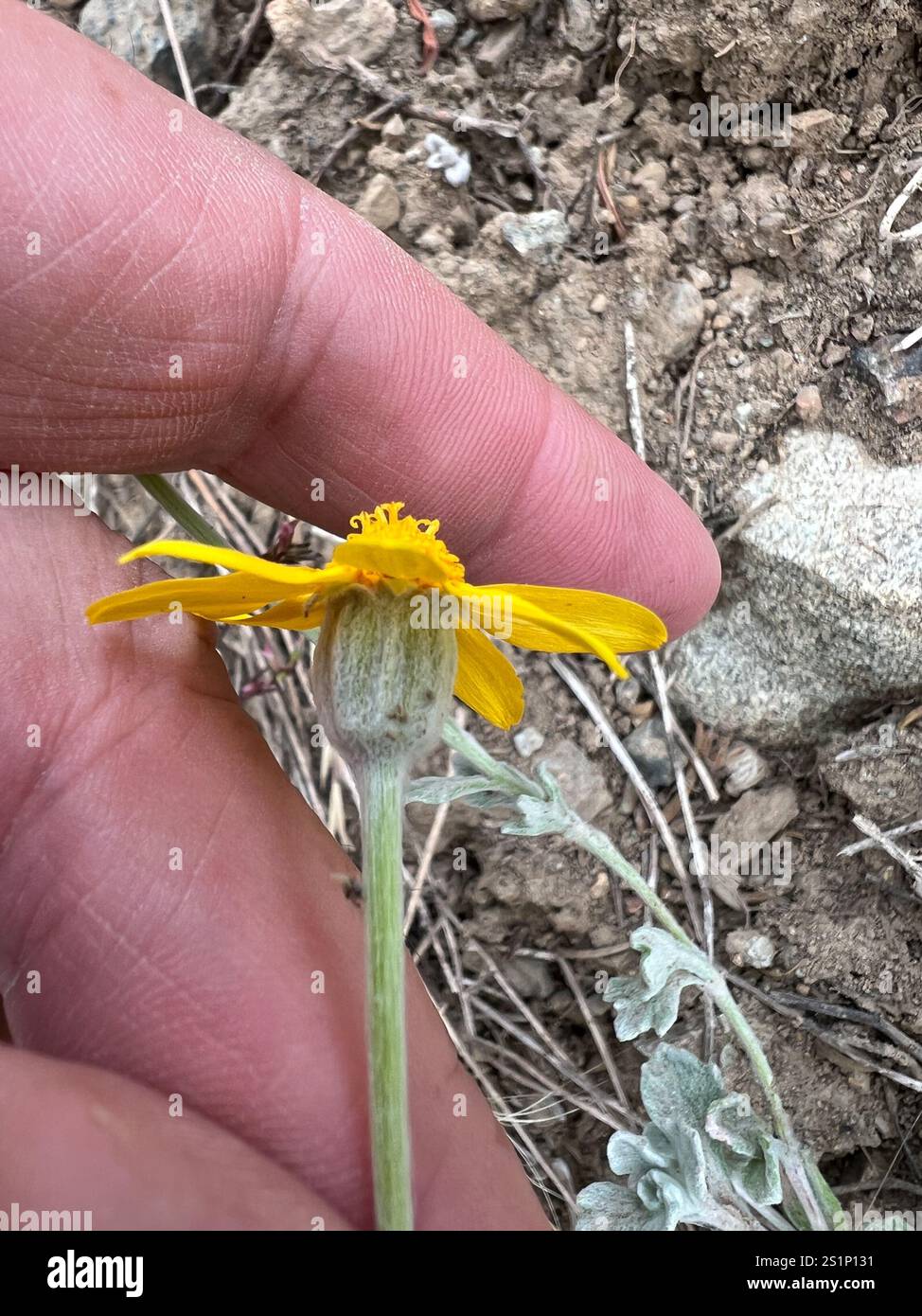 common woolly sunflower (Eriophyllum lanatum Stock Photo - Alamy