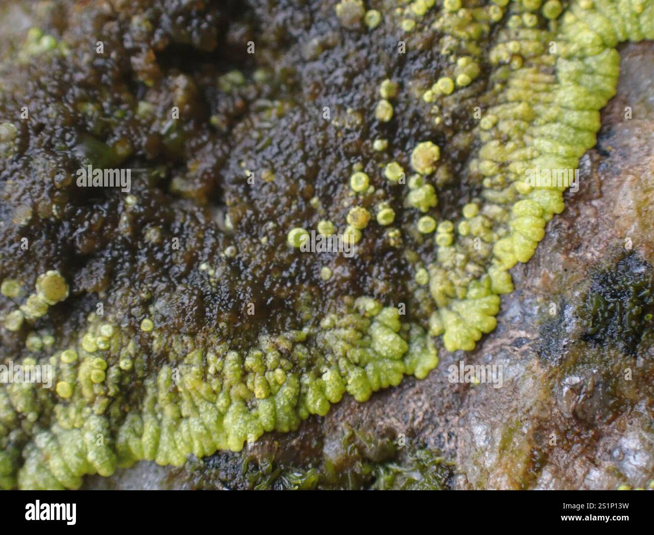 Ringed Firedot Lichen (Polycauliona verruculifera Stock Photo - Alamy
