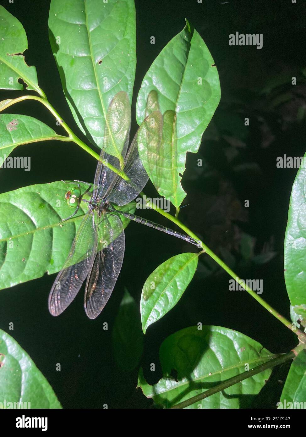 Double-spined Darners and Duskhawkers (Gynacantha Stock Photo - Alamy