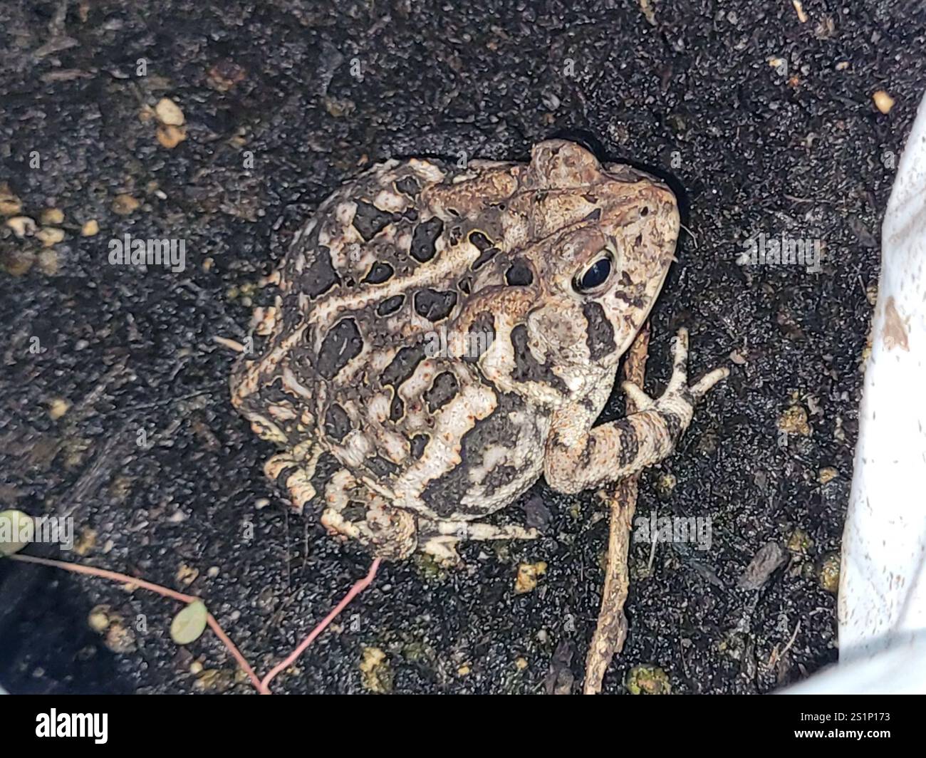 Southern Toad (Anaxyrus terrestris Stock Photo - Alamy