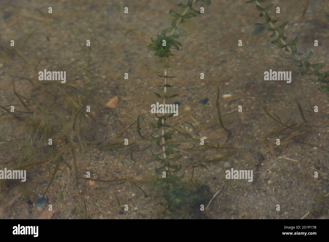 Canadian Waterweed (Elodea canadensis Stock Photo - Alamy