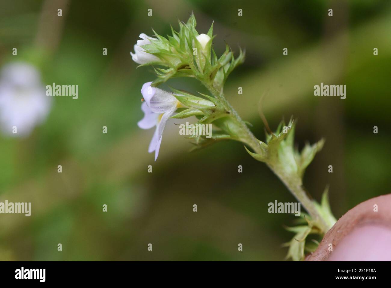 Common Eyebright (Euphrasia nemorosa Stock Photo - Alamy