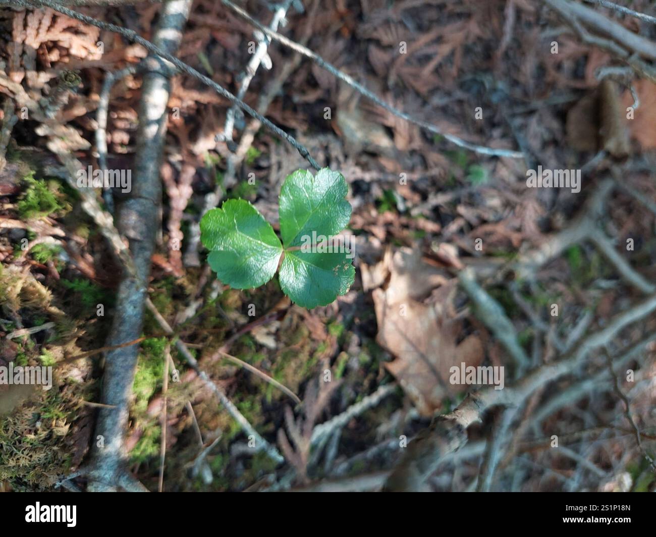 threeleaf goldthread (Coptis trifolia Stock Photo - Alamy