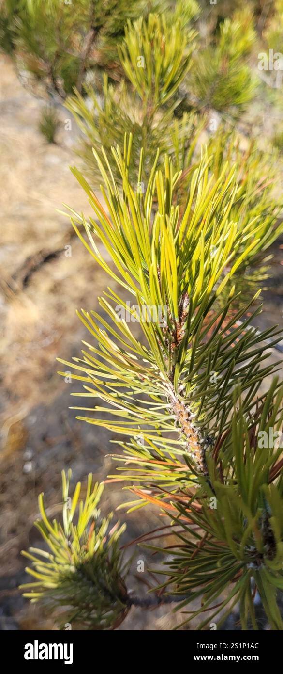 Shore Pine (Pinus contorta contorta Stock Photo - Alamy