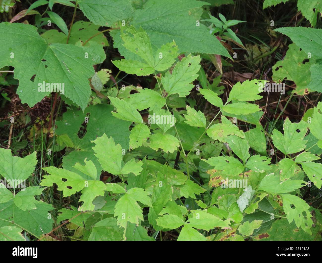 red baneberry (Actaea rubra Stock Photo - Alamy