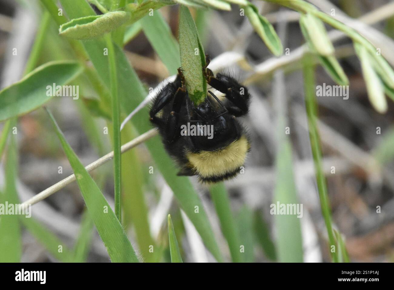 California Bumble Bee (Bombus californicus Stock Photo - Alamy