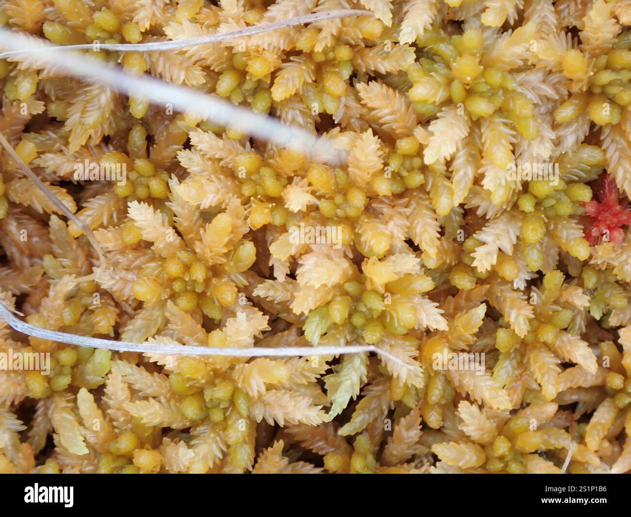 Papillose Peatmoss (Sphagnum papillosum Stock Photo - Alamy