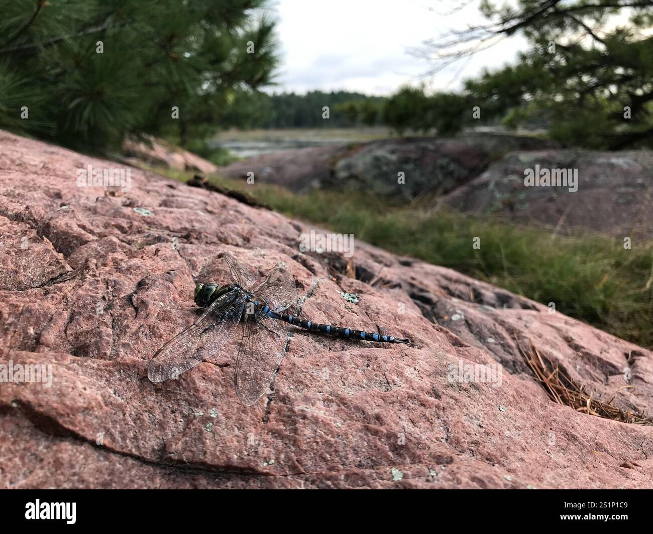 Lake Darner (Aeshna eremita Stock Photo - Alamy