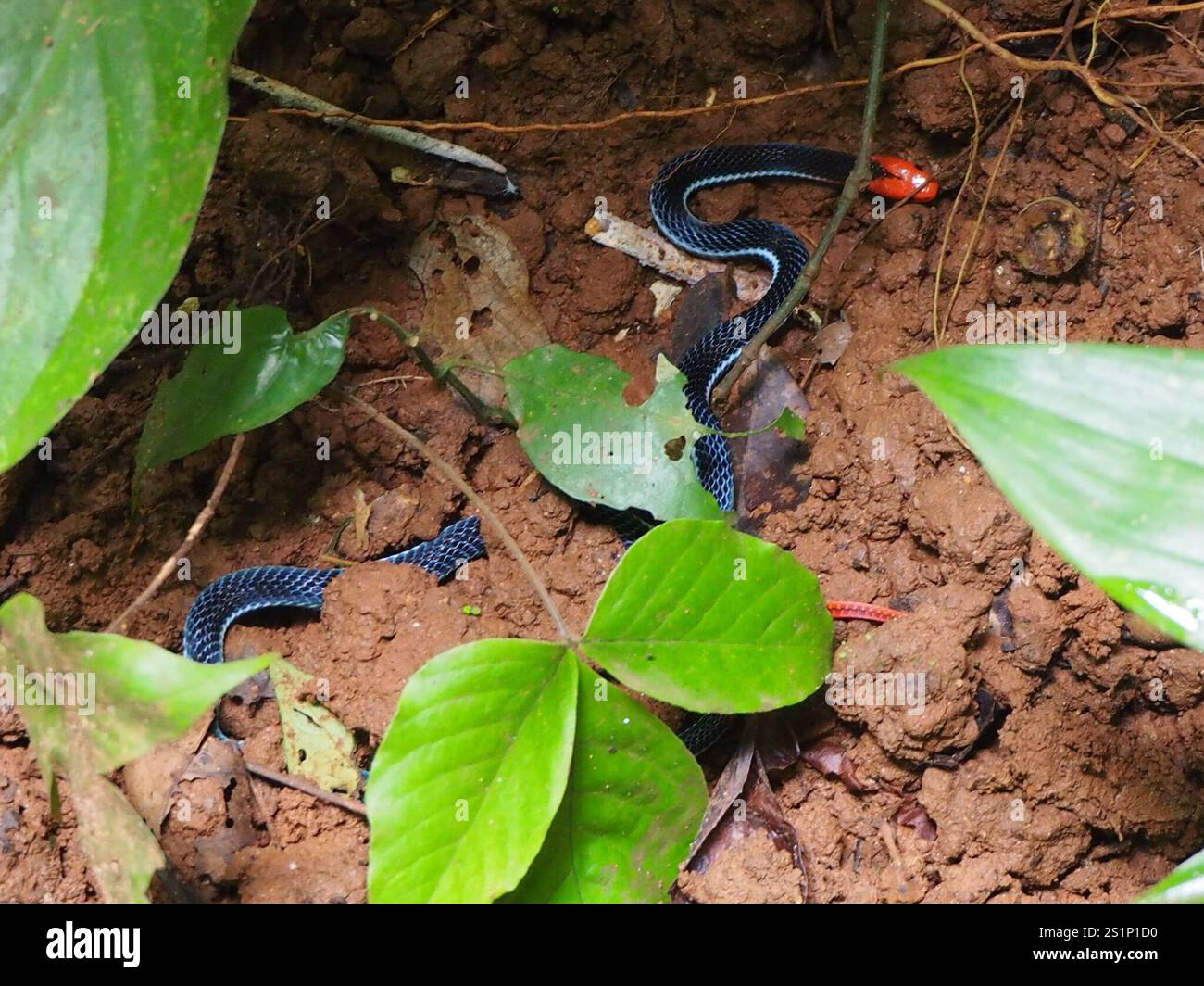 Blue Malaysian Coralsnake (Calliophis bivirgatus Stock Photo - Alamy