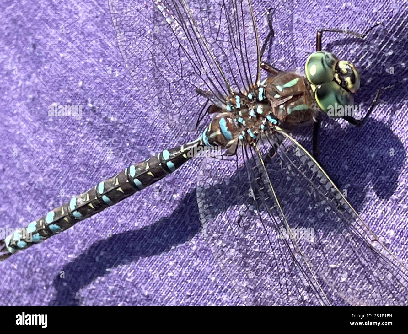 Hawkers and Typical Darners (Aeshna Stock Photo - Alamy