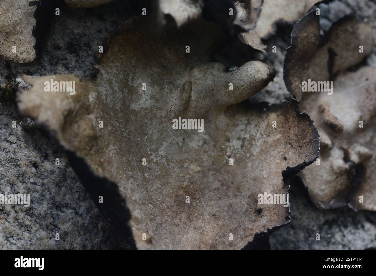 Frosted Rock Tripe (Umbilicaria americana Stock Photo - Alamy