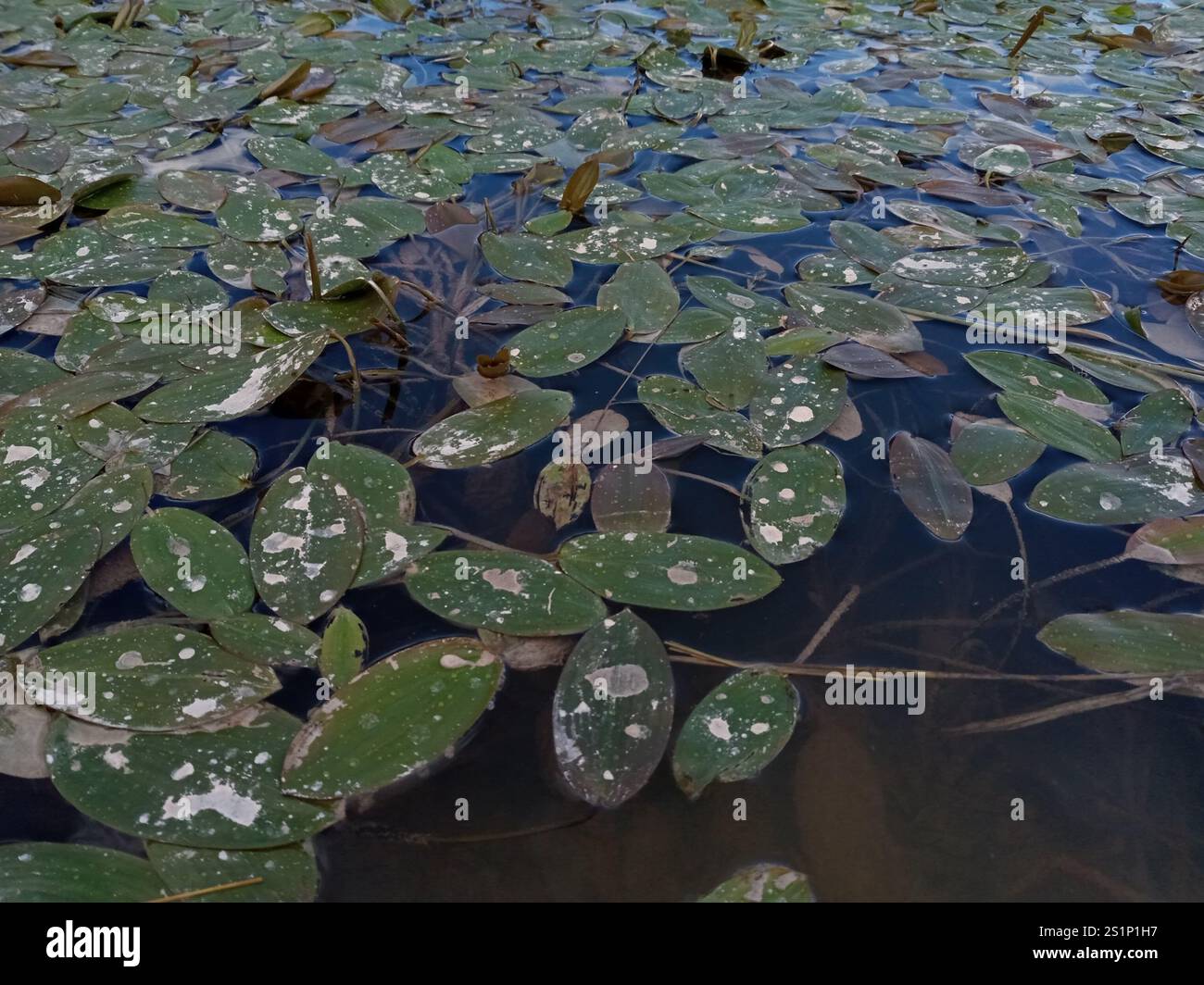 floating-leaved pondweed (Potamogeton natans Stock Photo - Alamy