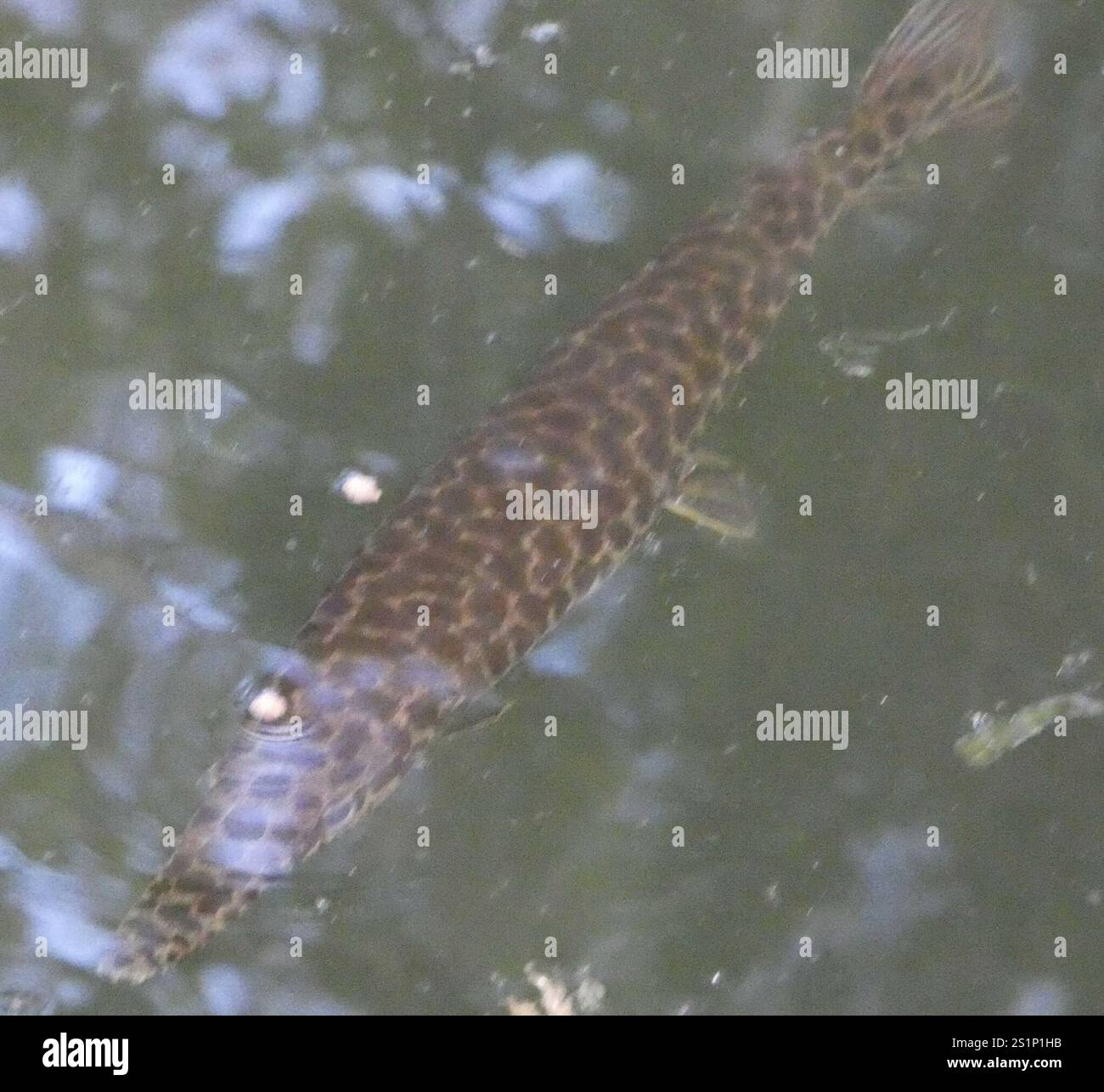 Florida Gar (Lepisosteus platyrhincus Stock Photo - Alamy