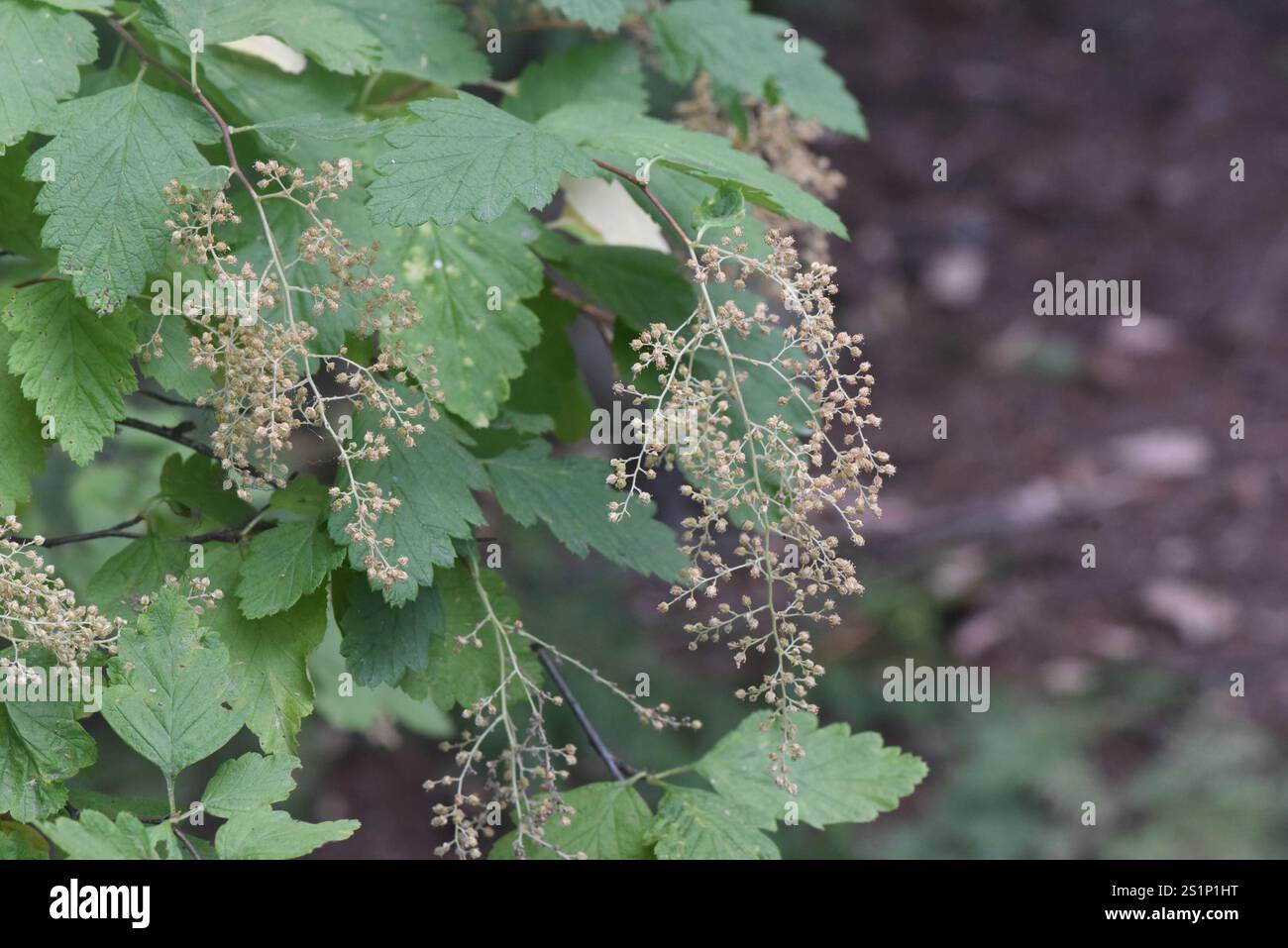 Ocean spray (Holodiscus discolor Stock Photo - Alamy