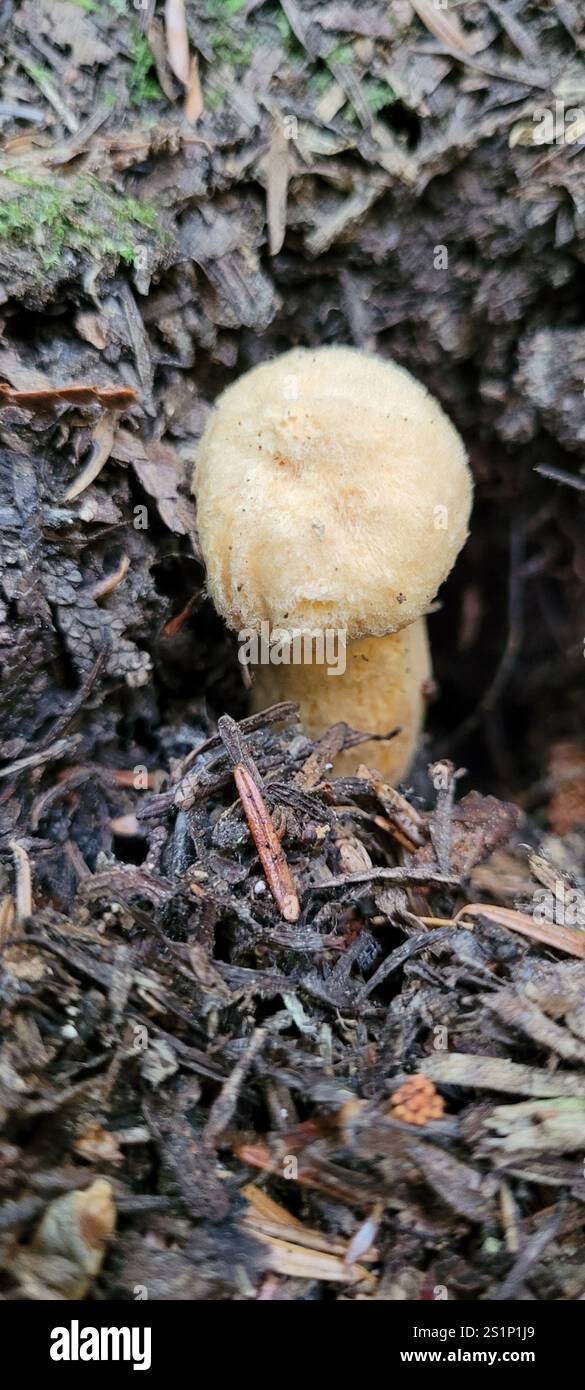 Woolly Pine Spike (Chroogomphus tomentosus Stock Photo - Alamy