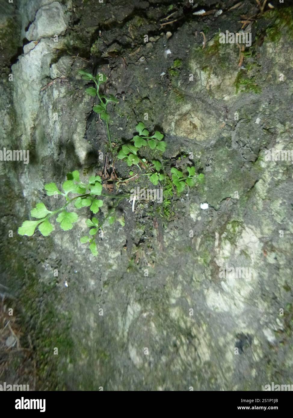 (Asplenium ruta-muraria ruta-muraria Stock Photo - Alamy