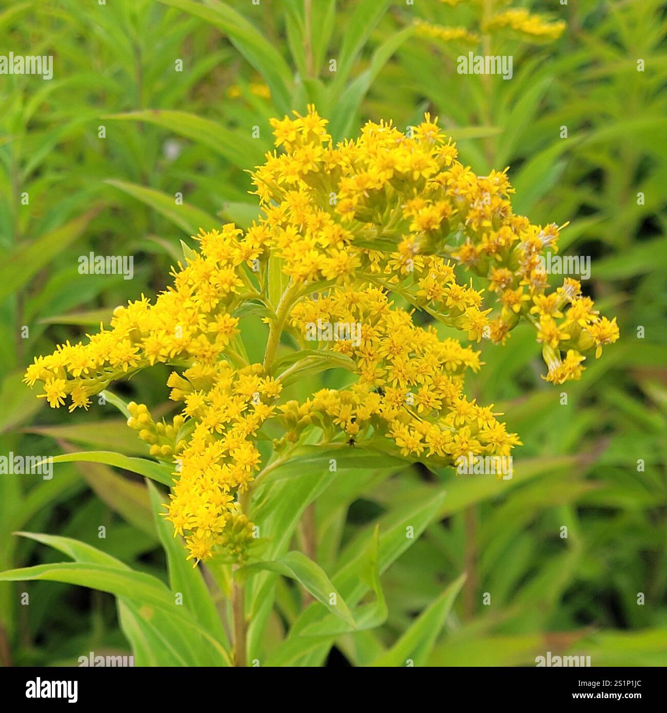 giant goldenrod (Solidago gigantea Stock Photo - Alamy