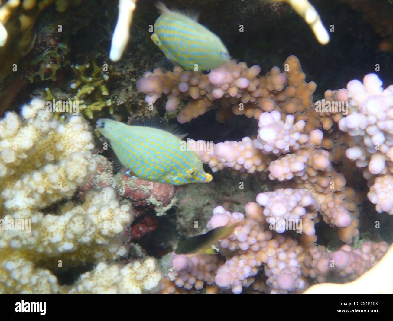 Red Sea Longnose Filefish (Oxymonacanthus halli Stock Photo - Alamy
