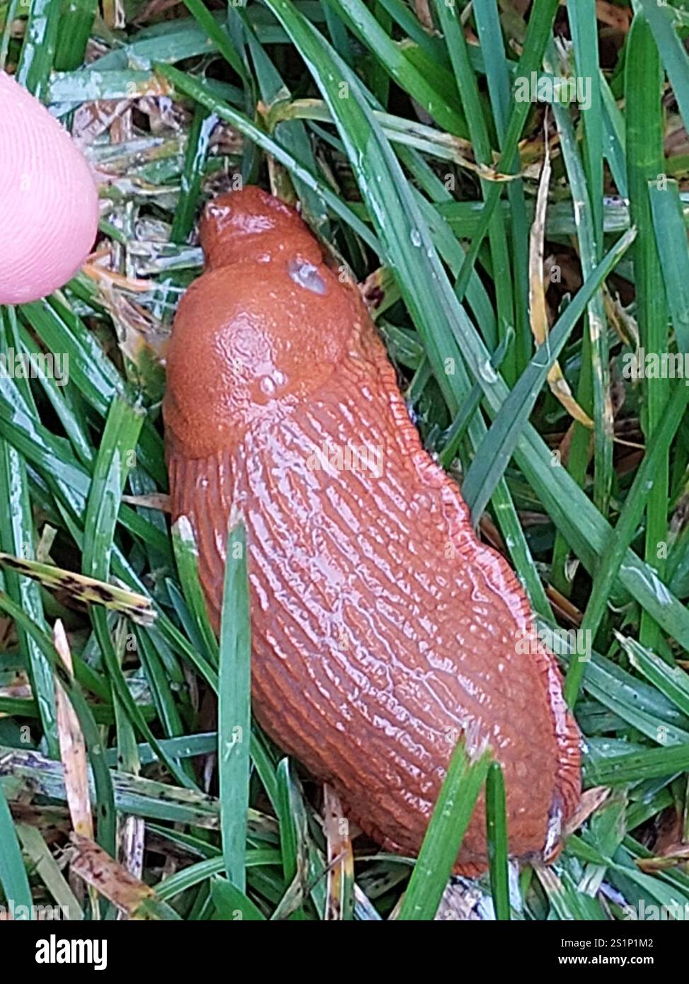 Spanish Slug (Arion vulgaris Stock Photo - Alamy