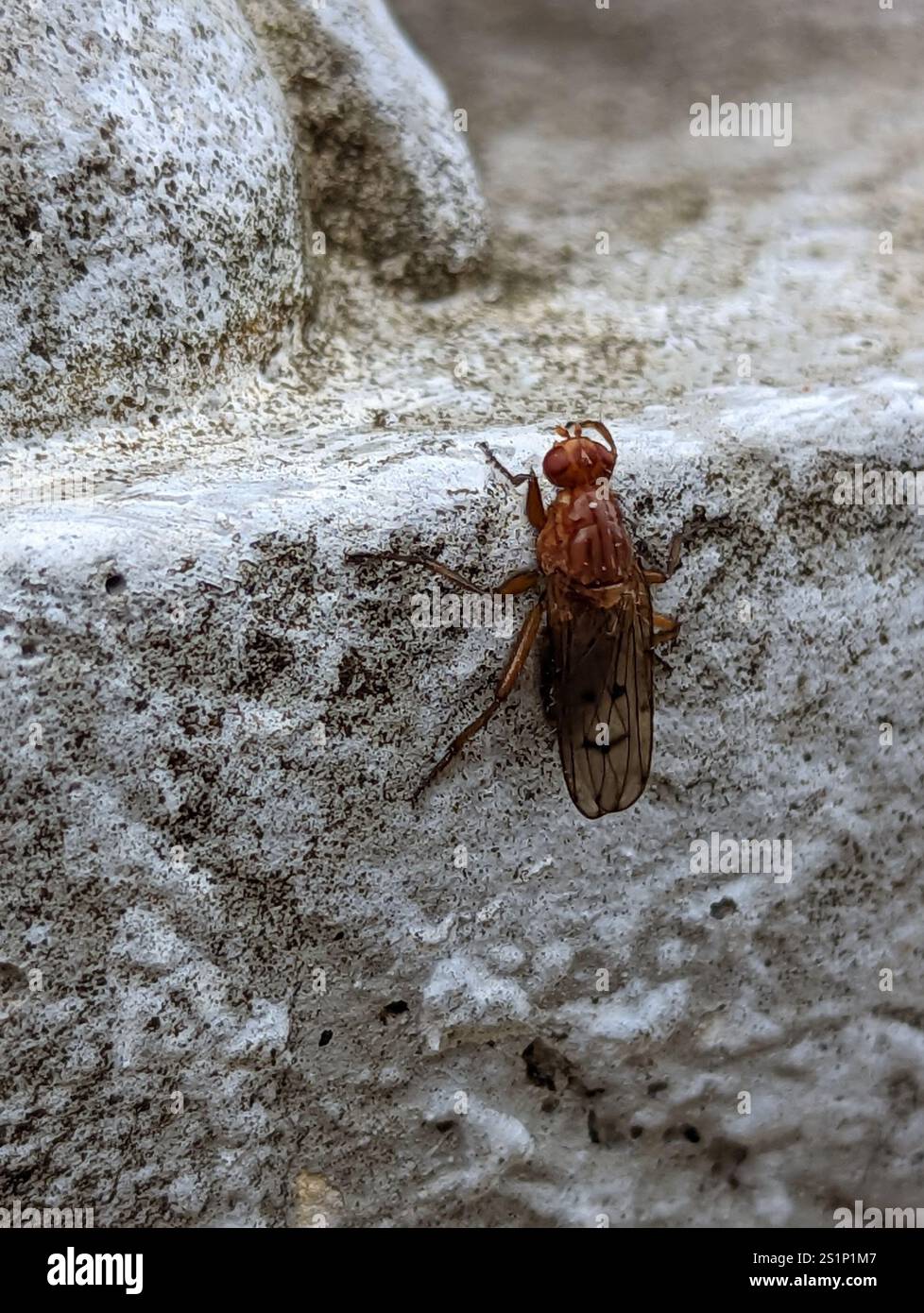 Hooded Dryomyza (Dryomyza anilis Stock Photo - Alamy