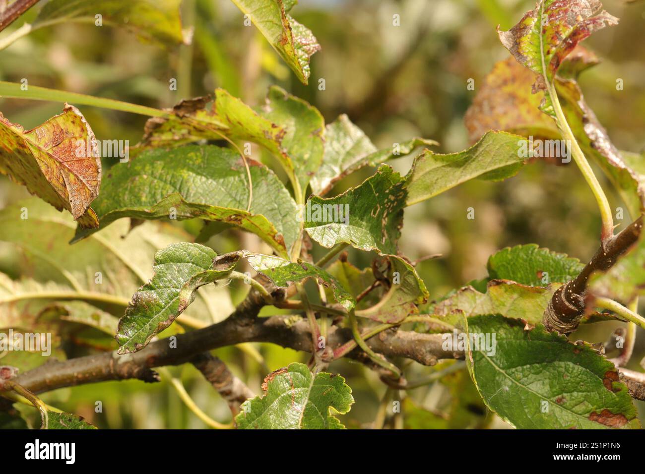European Wild Apple (Malus sylvestris Stock Photo - Alamy