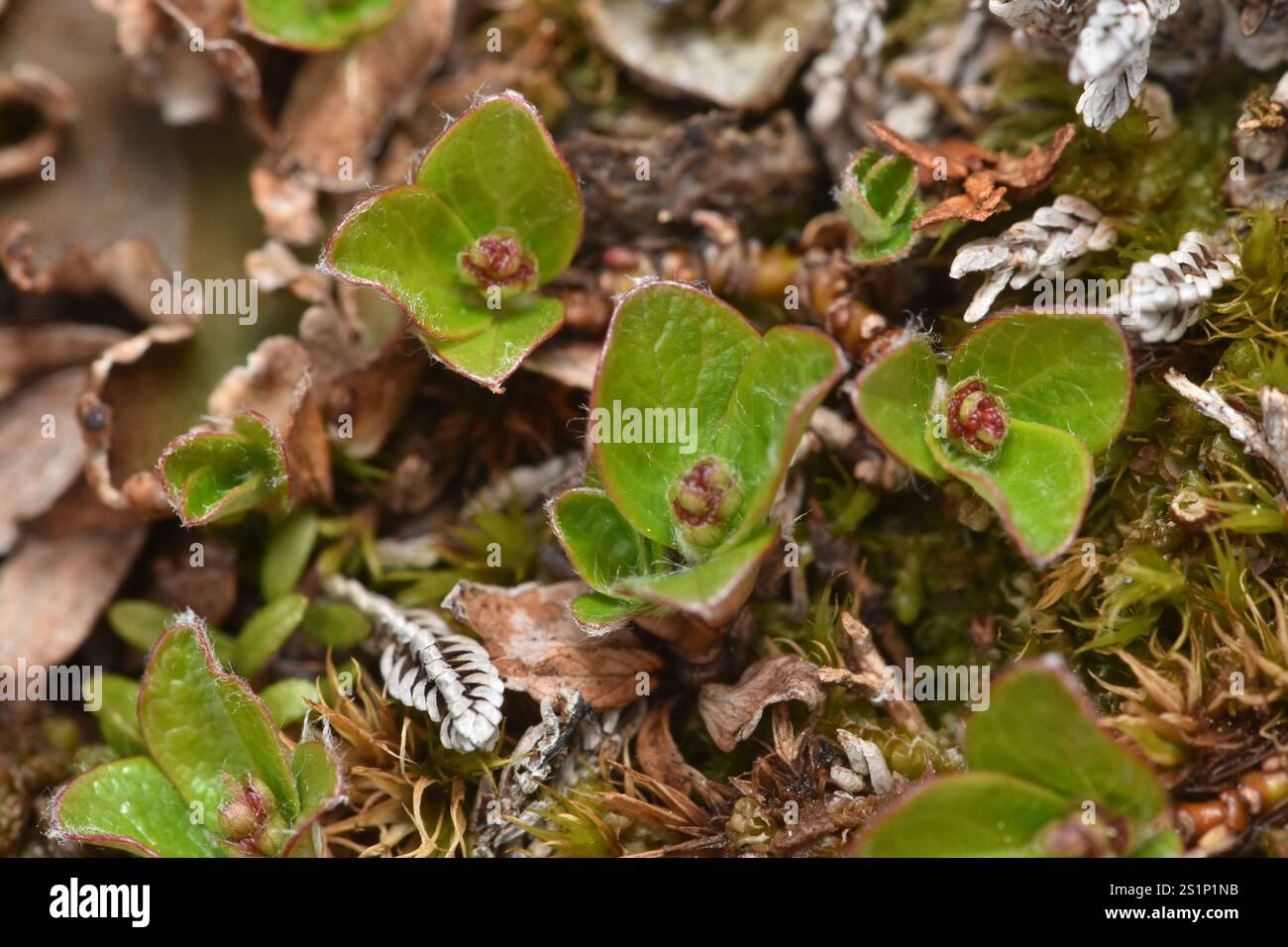 snow willow (Salix nivalis Stock Photo - Alamy