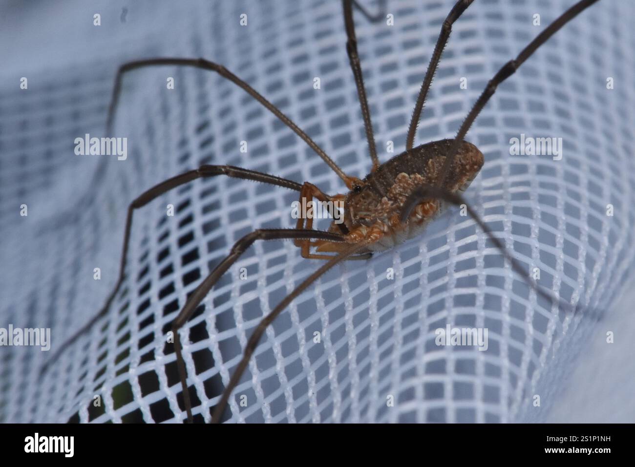 European Harvestman (Phalangium opilio Stock Photo - Alamy